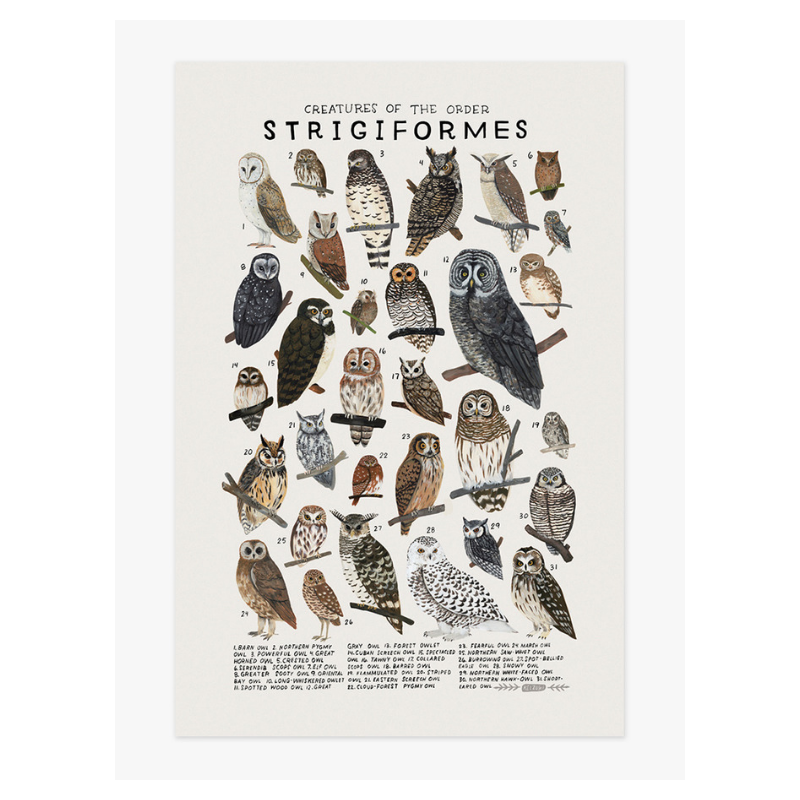 Kelzuki Strigiformes Print – Dapper Mr Bear
